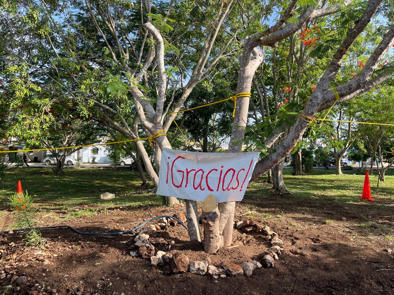 Ayuntamiento de Mérida y vecinos de Pinos del Norte rescatan flamboyán ...